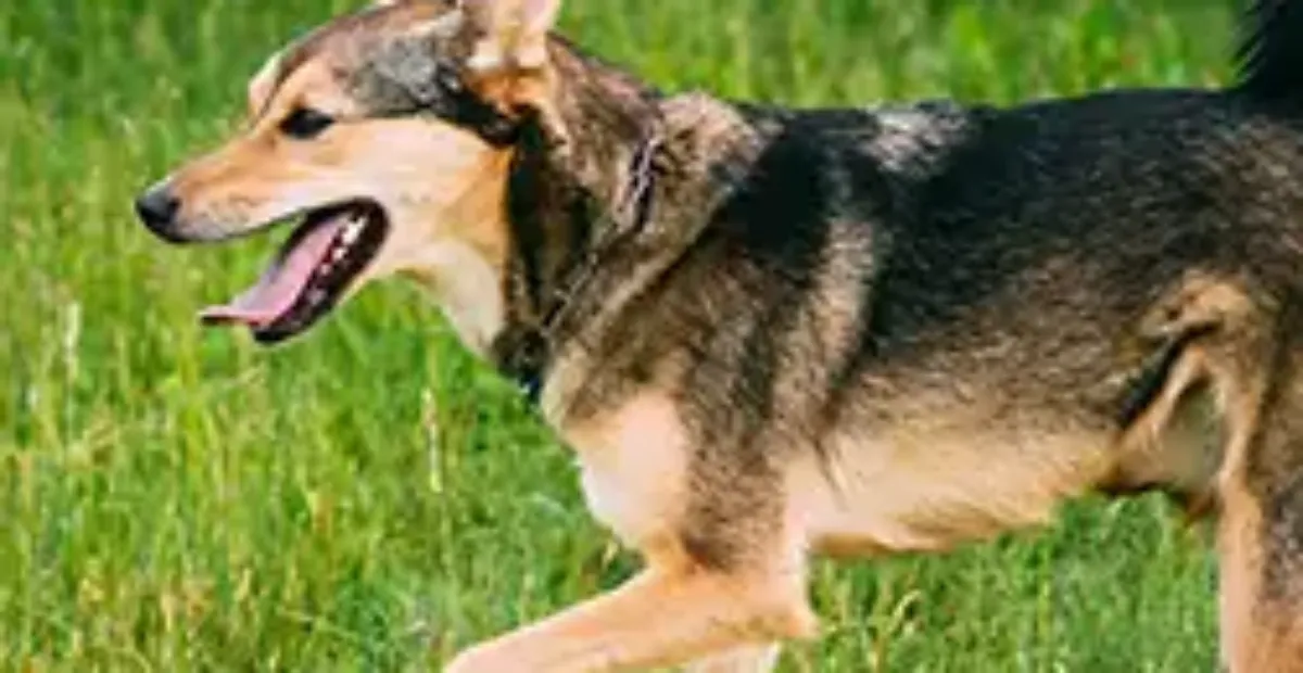 Symptoms and Treatment for Arthritis in Dogs | Everypaw