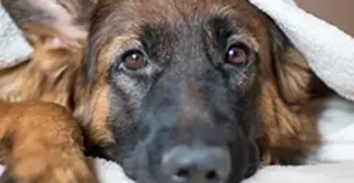 original depression dog