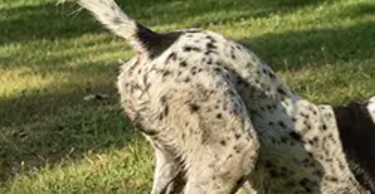 The Smelly Secrets Behind Dog Farts | Everypaw