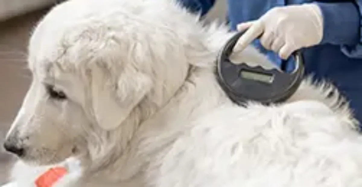 Our Complete Guide to Dog Microchipping | Everypaw