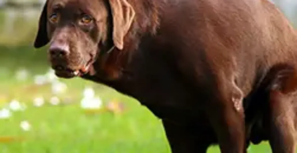 What Your Dog's Poo is Telling You | Everypaw