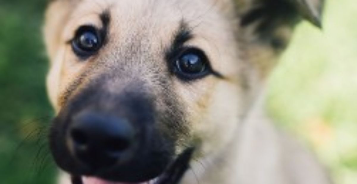 How Do You Look After A Puppy