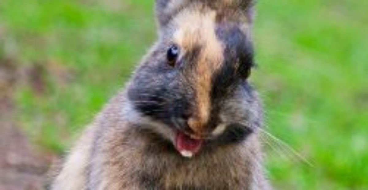 rabbit teeth problems