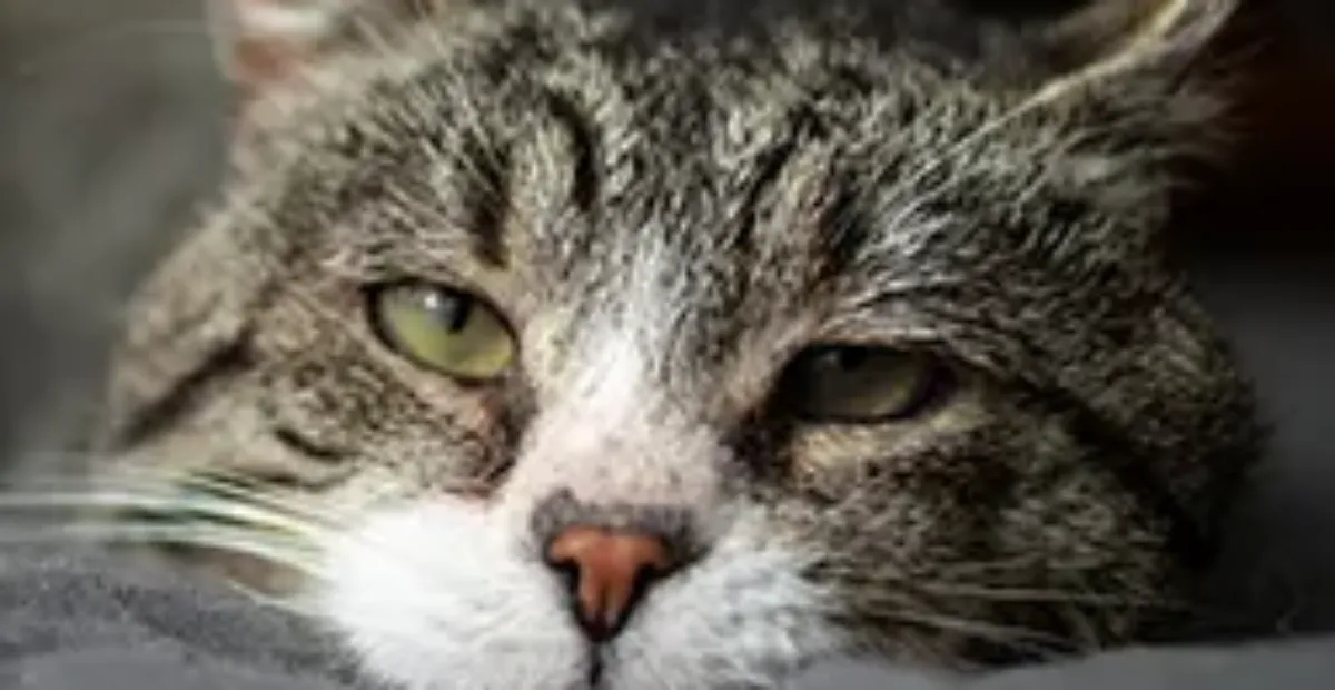 Our Guide to Feline Leukaemia Virus | Everypaw