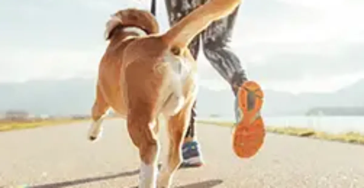 Our Guide to Dog Walking | Everypaw