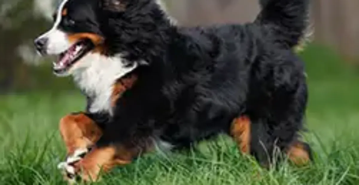 Signs, Causes and Treatment of Hip Dysplasia in Dogs | Everypaw