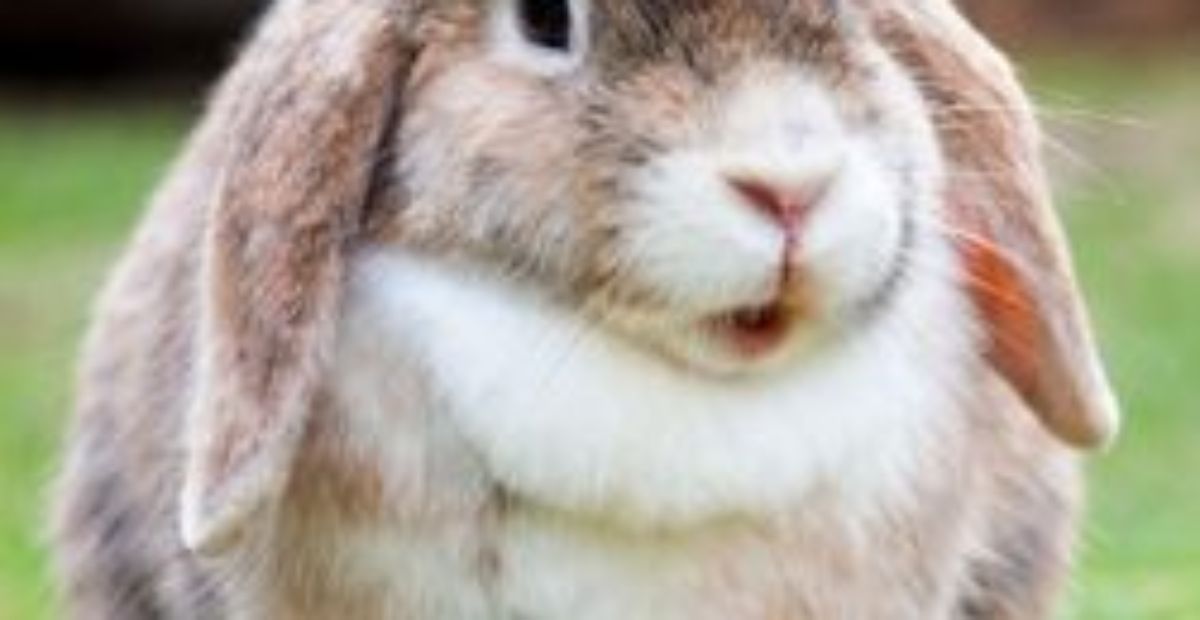 Rabbit Care: How to Look After a Rabbit | Everypaw