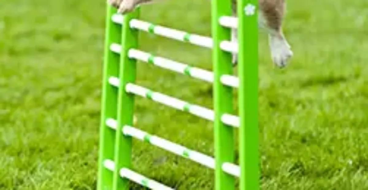 Indoor and Outdoor Homemade Rabbit Run Ideas | Everypaw