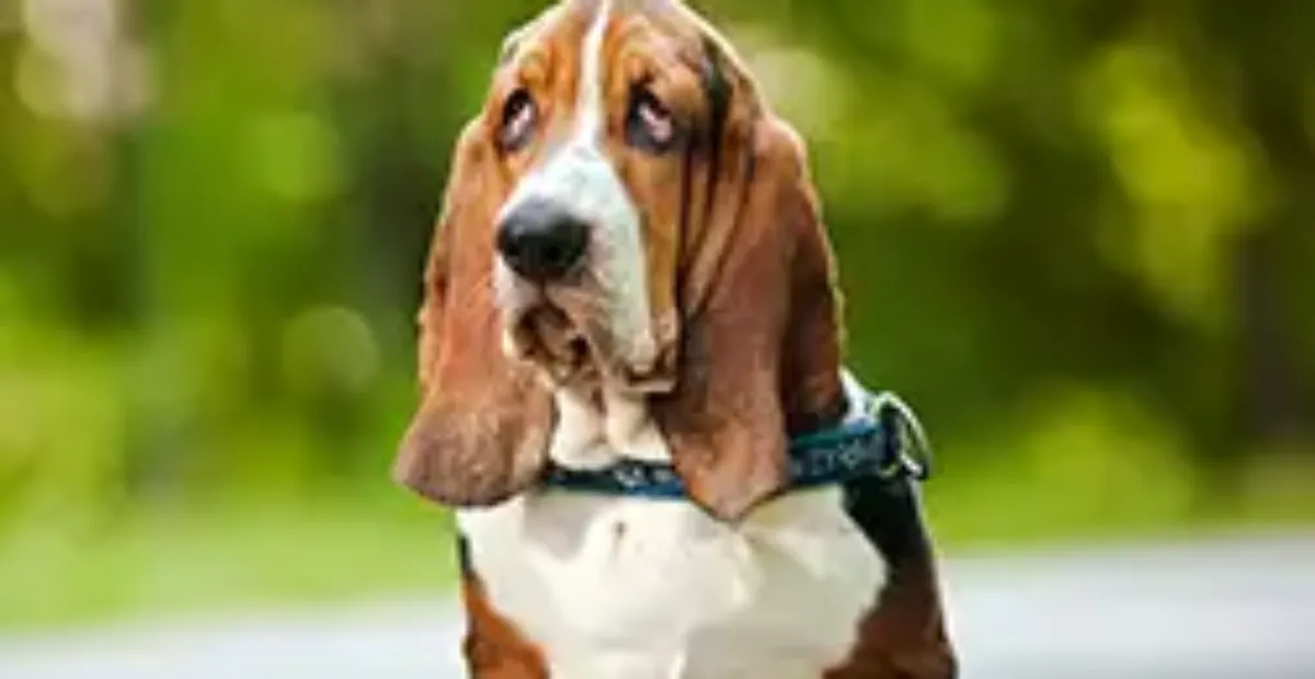 Intervertebral Disc Disease (IVDD) in Dogs | Everypaw