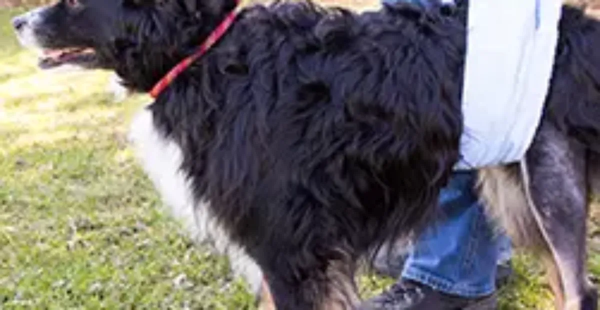 Lameness in Dogs | Dog Leg Problems | Everypaw