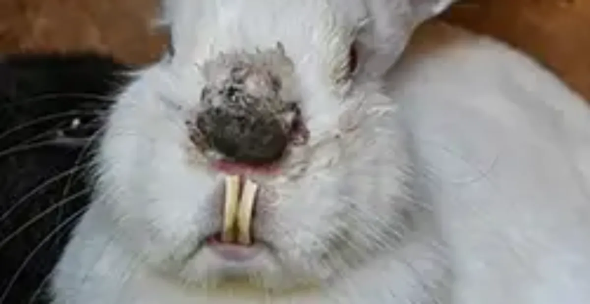 Symptoms and Treatment of Overgrown Rabbit Teeth | Everypaw