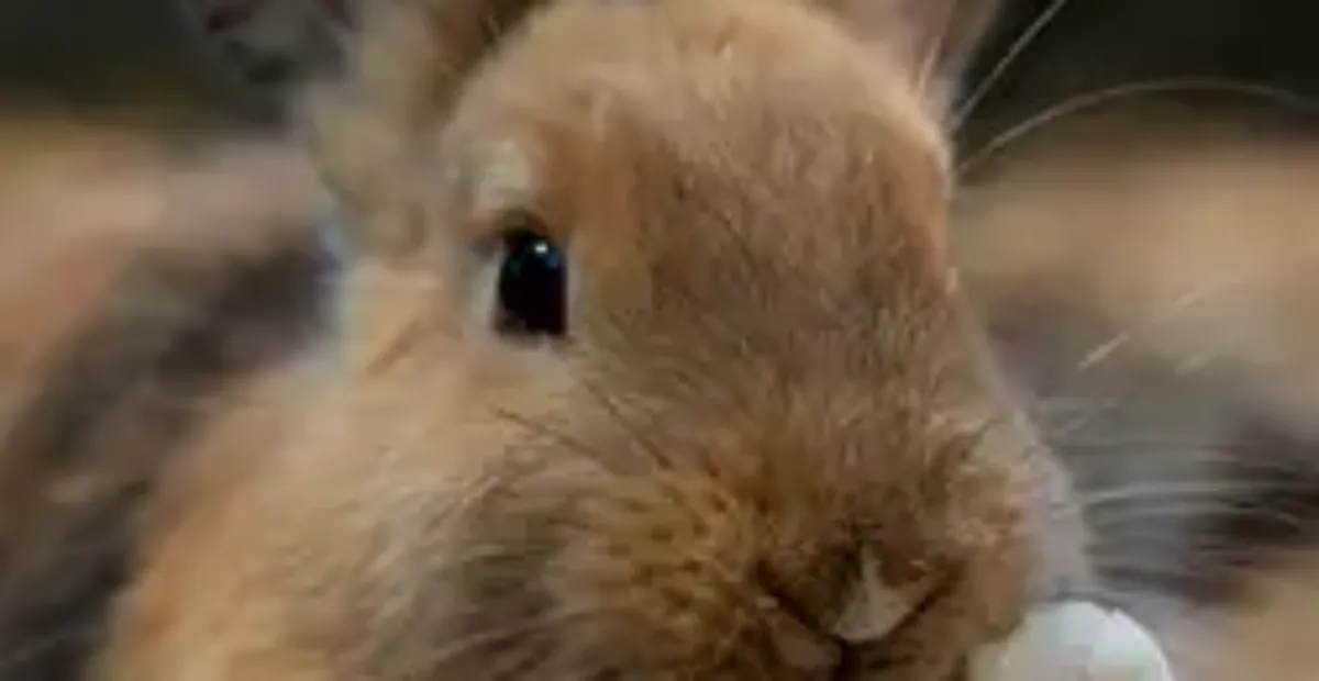 Pinworms in Rabbits: How to Spot, Treat and Prevent Infection | Everypaw