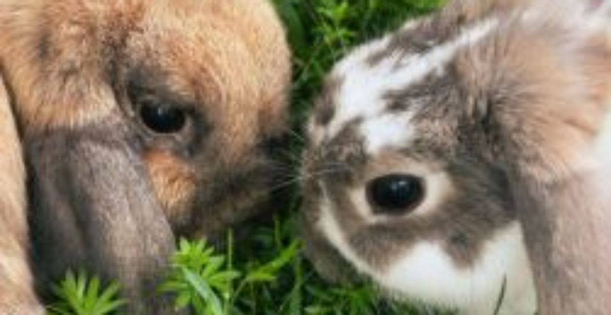 Understanding What Your Rabbit's Behaviour is Telling You | Everypaw
