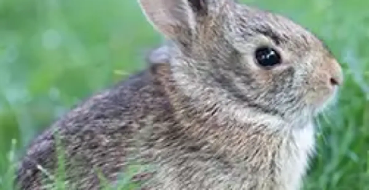 Rabbit Development: You and Your Baby Rabbit at 1 - 8 Weeks | Everypaw