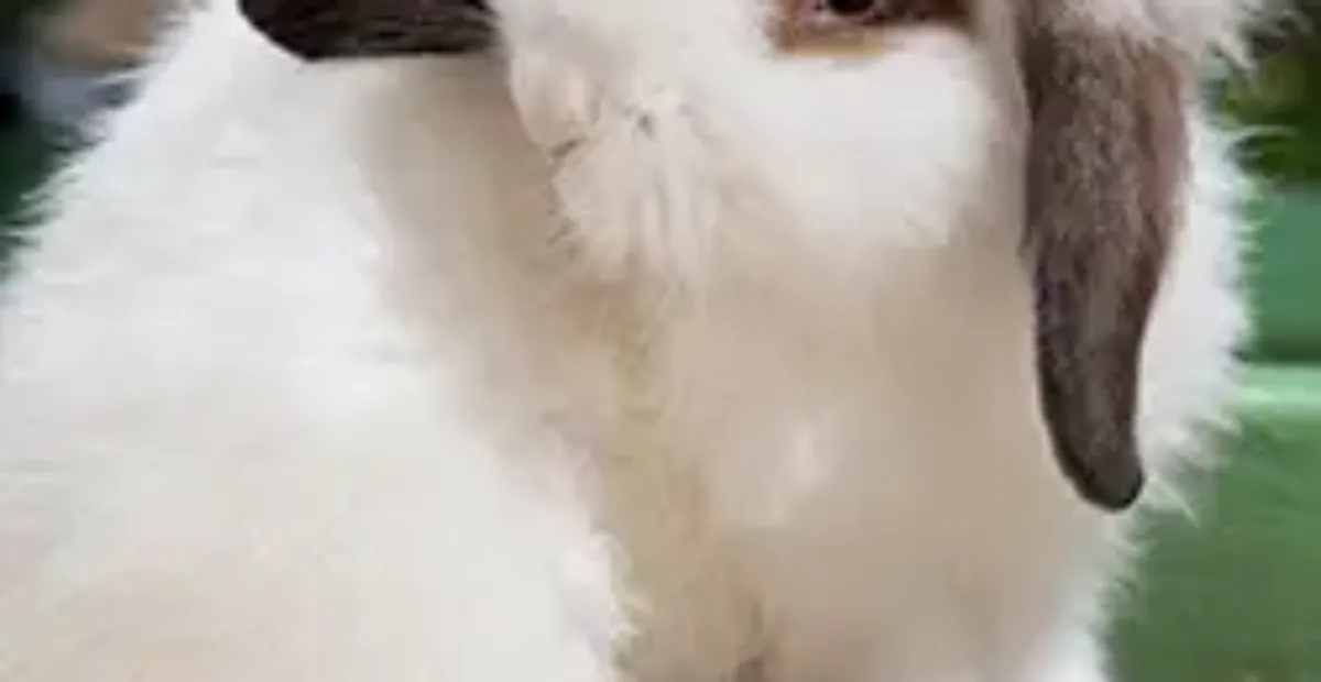 Ear Infections in Rabbits | Everypaw