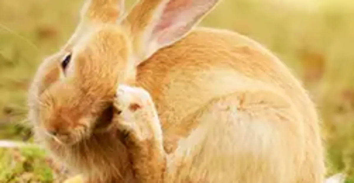 Symptoms and Treatment for Rabbit Fleas | Everypaw