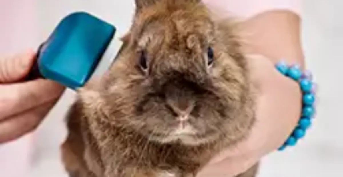 Everything You Need for Rabbit Grooming | Everypaw