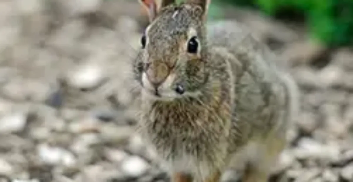 Symptoms and Treatment of Rabbit Parasites | Everypaw