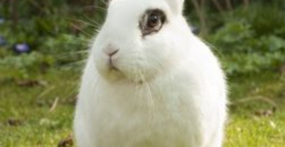 Rabbit Poisoning Awareness: What’s Poisonous to Rabbits | Everypaw