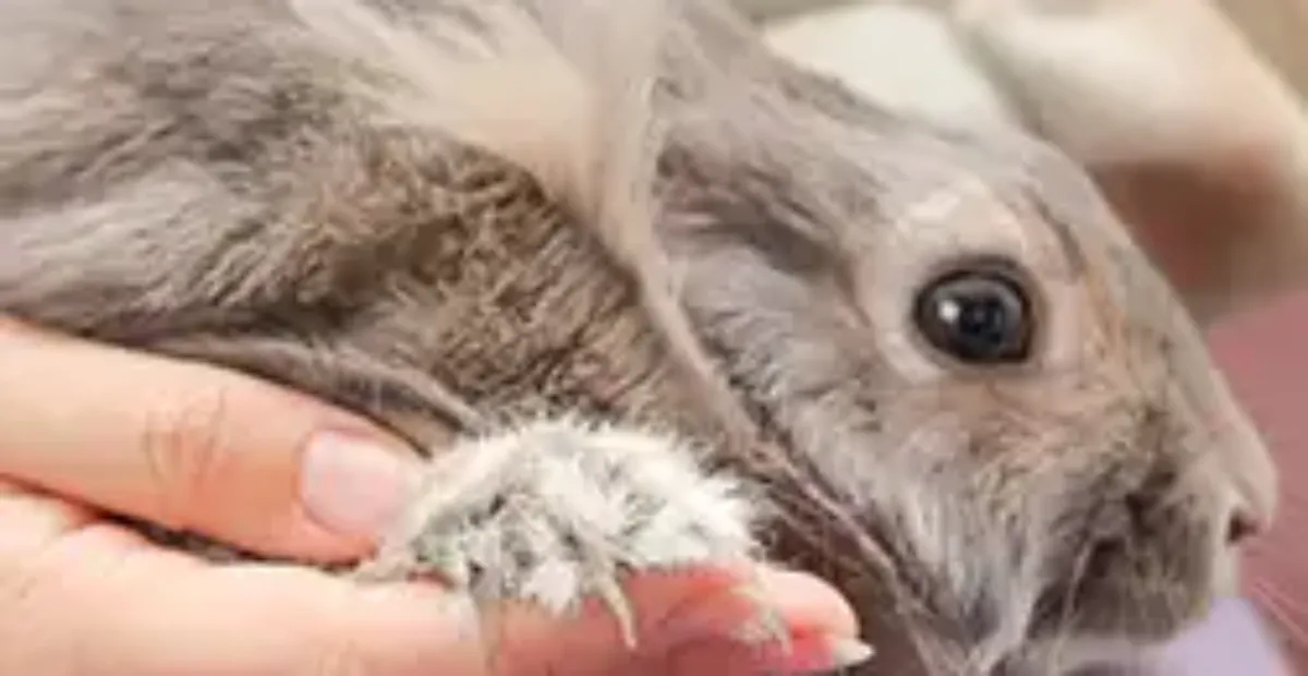 Understanding the Signs of Stress in Rabbits | Everypaw