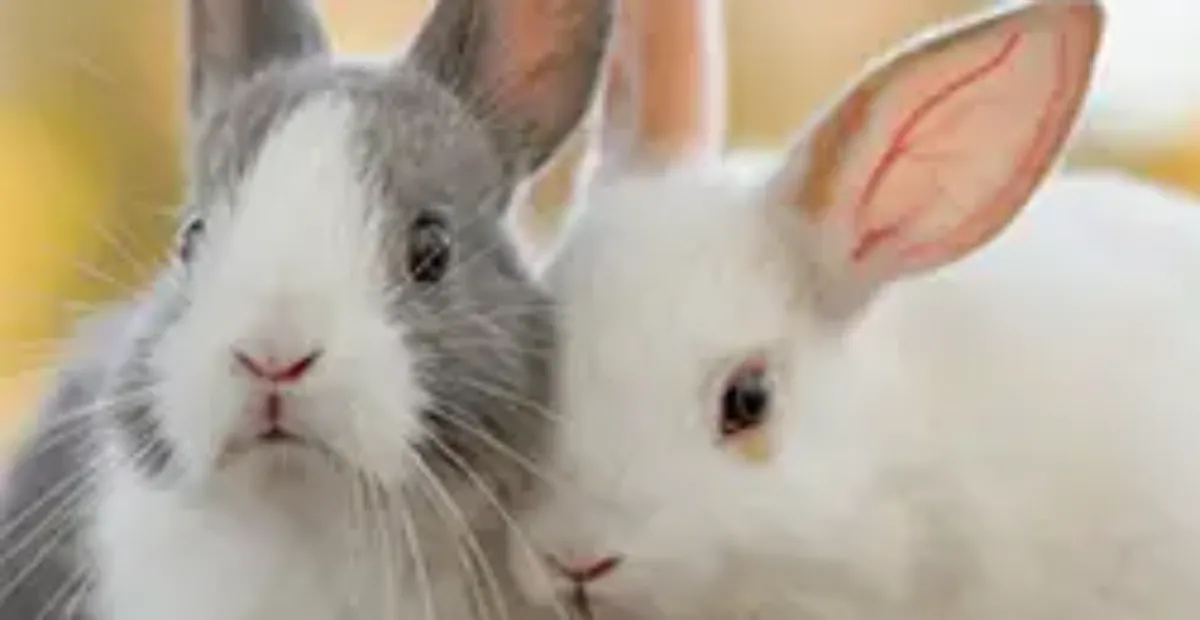 snuffles in rabbits prevention