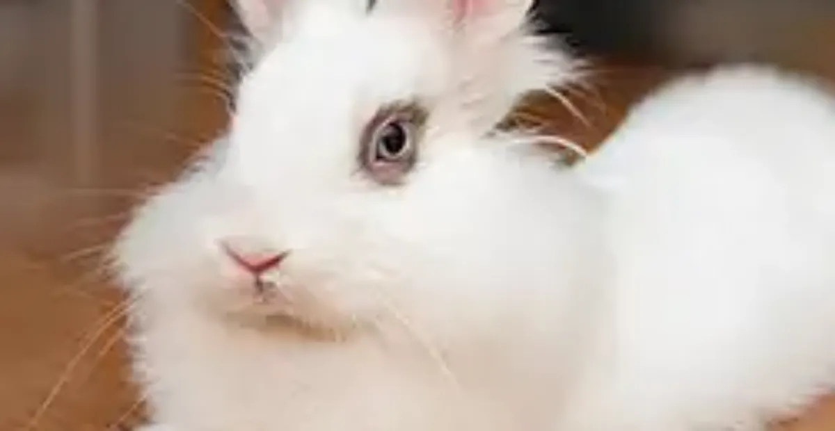 Everything You Need to Know About Sore Hocks in Rabbits | Everypaw