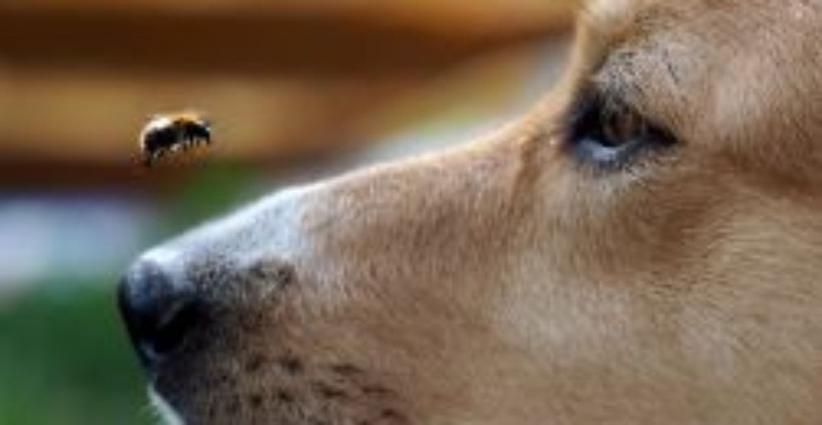 bumble bee sting dog