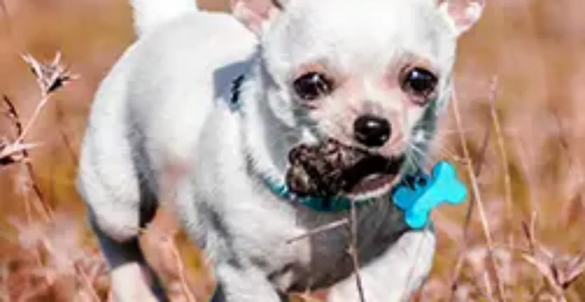 Why Do Dogs Eat Poo? | Coprophagia | Everypaw
