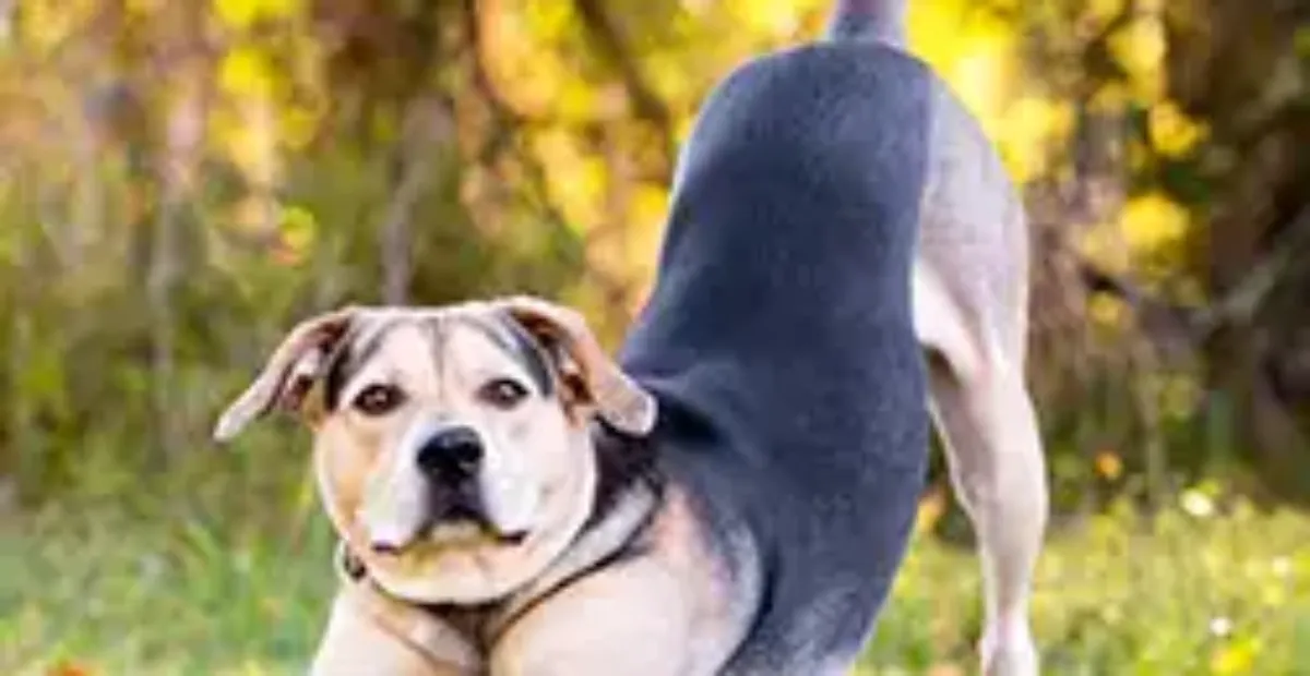 Why Do Dogs Wag Their Tails? | Everypaw