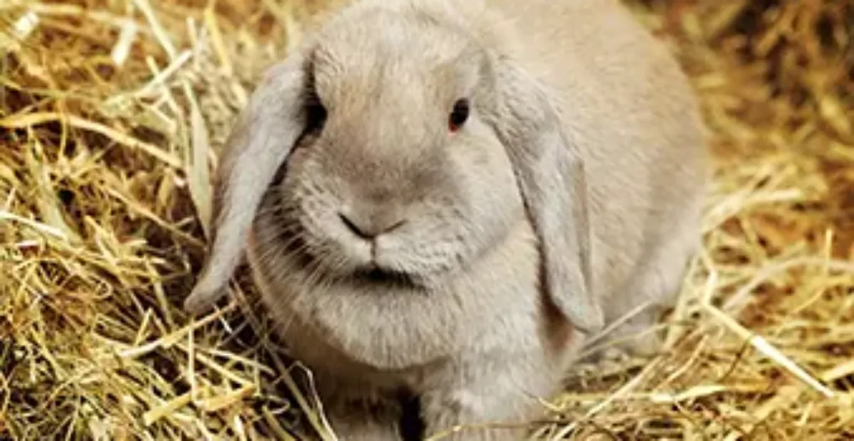 Grey Mini Lop Rabbits