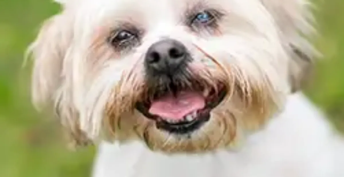 Everything You Need to Know About Cataracts in Dogs | Everypaw