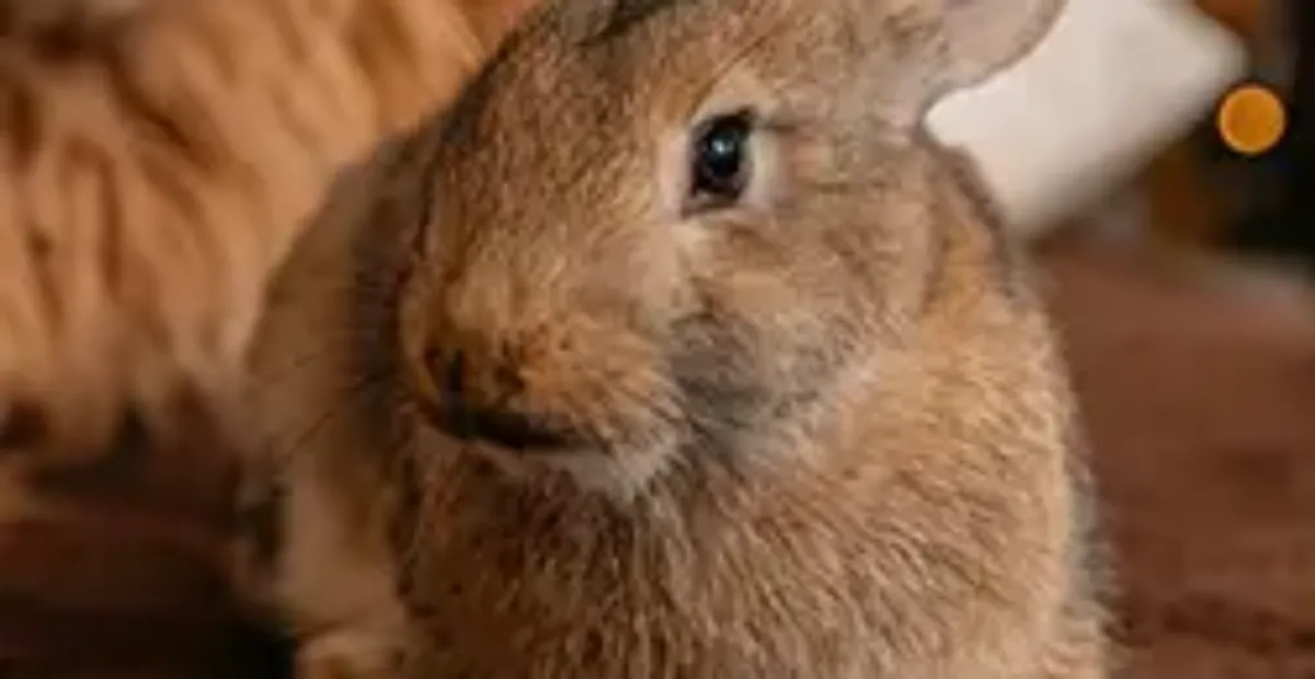 Rabbit Development: You and Your Adult Rabbit | Everypaw