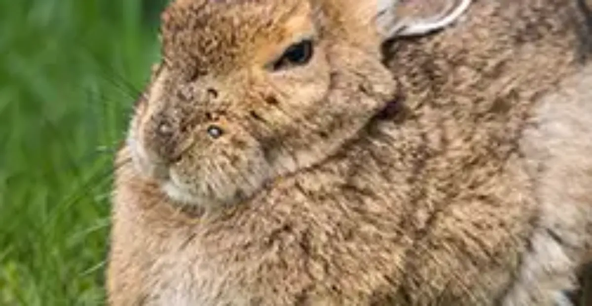 Rabbit Development: You and Your Older Rabbit | Everypaw