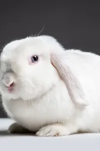 german lop