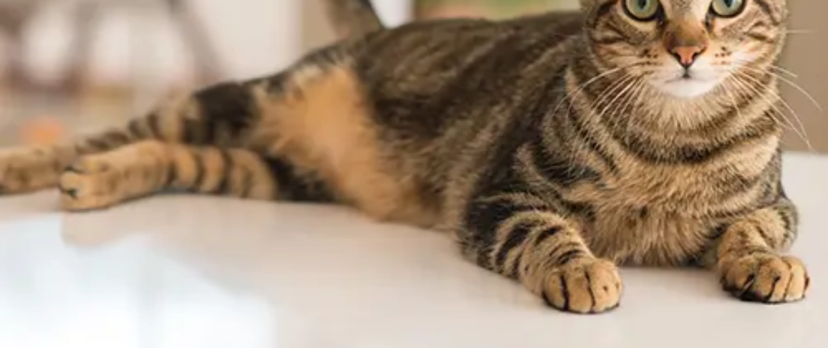 Pet Insurance Cover and Quotes | Everypaw