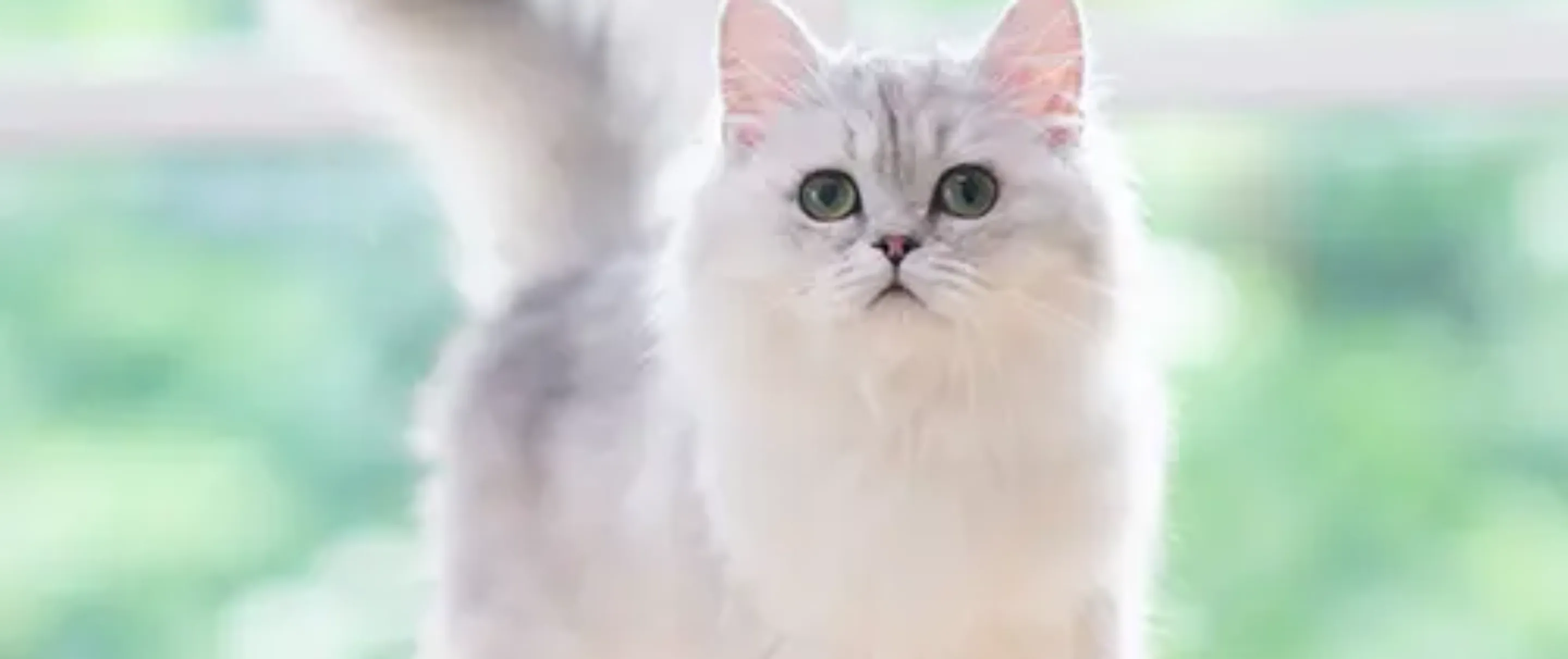 Pet Insurance Cover and Quotes | Everypaw