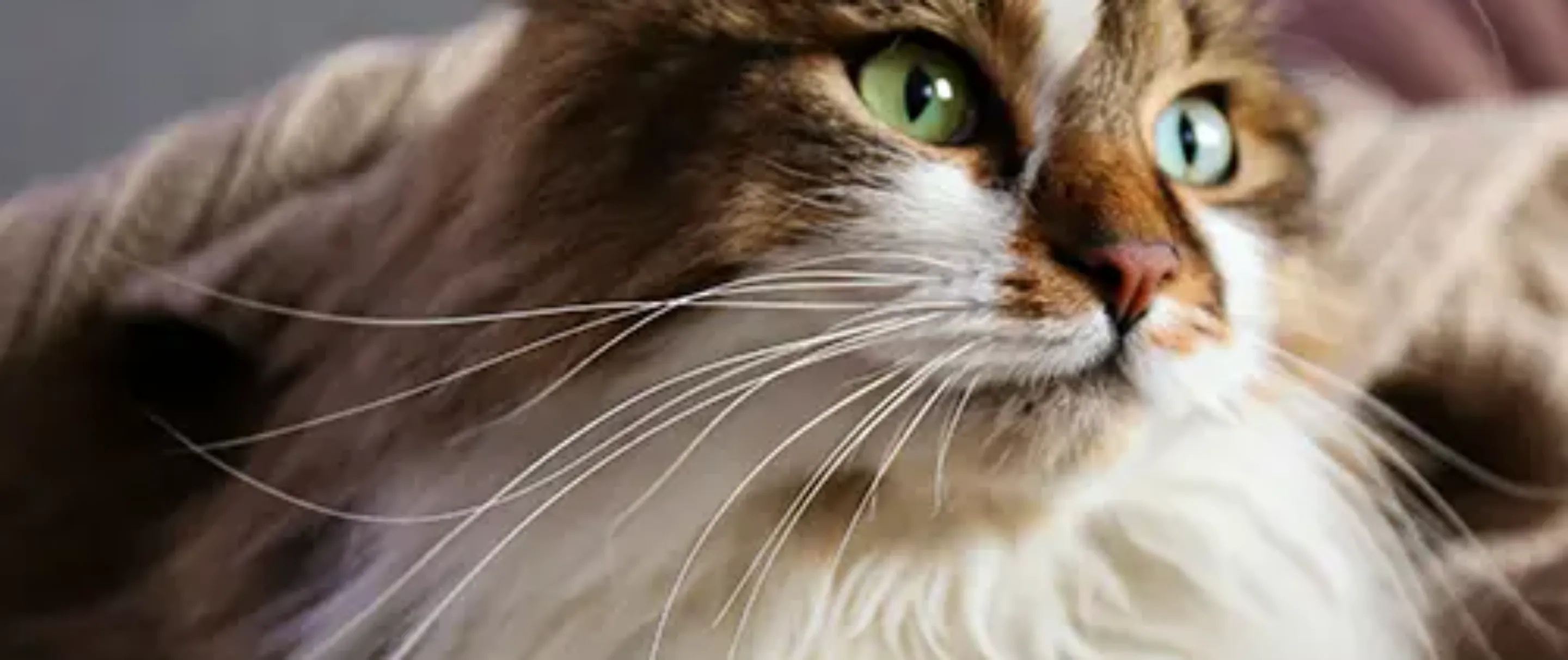 Pet Insurance Cover and Quotes | Everypaw