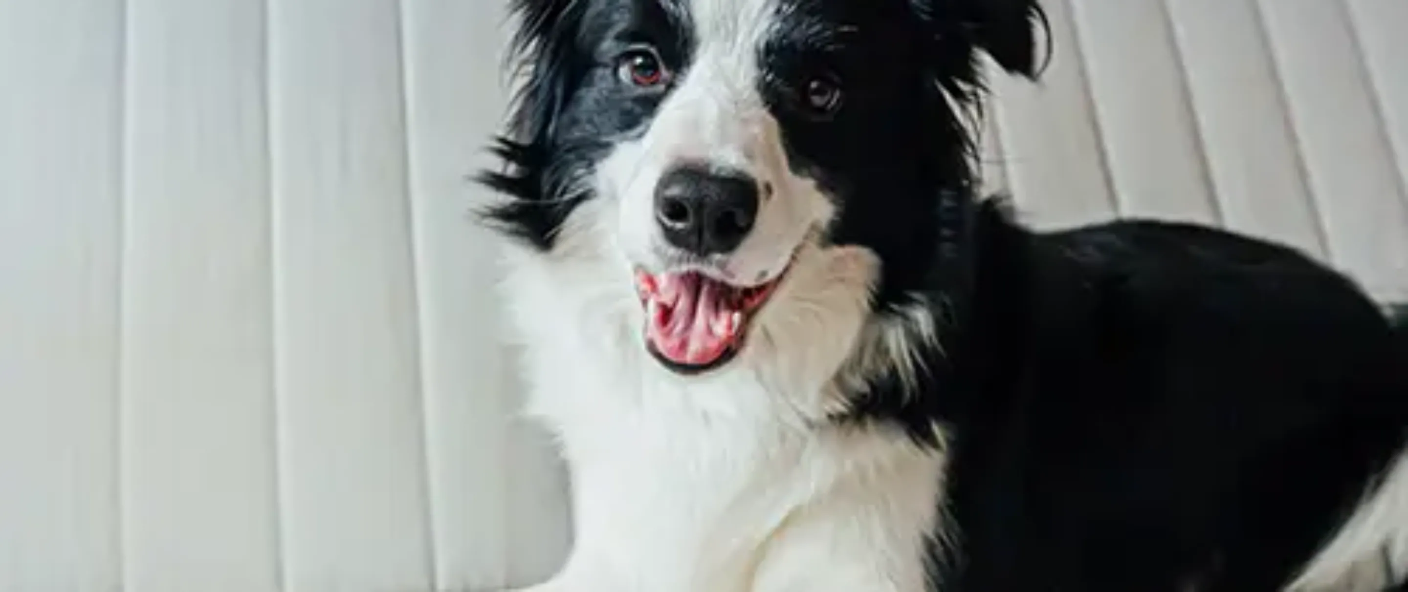 Pet Insurance Cover and Quotes | Everypaw