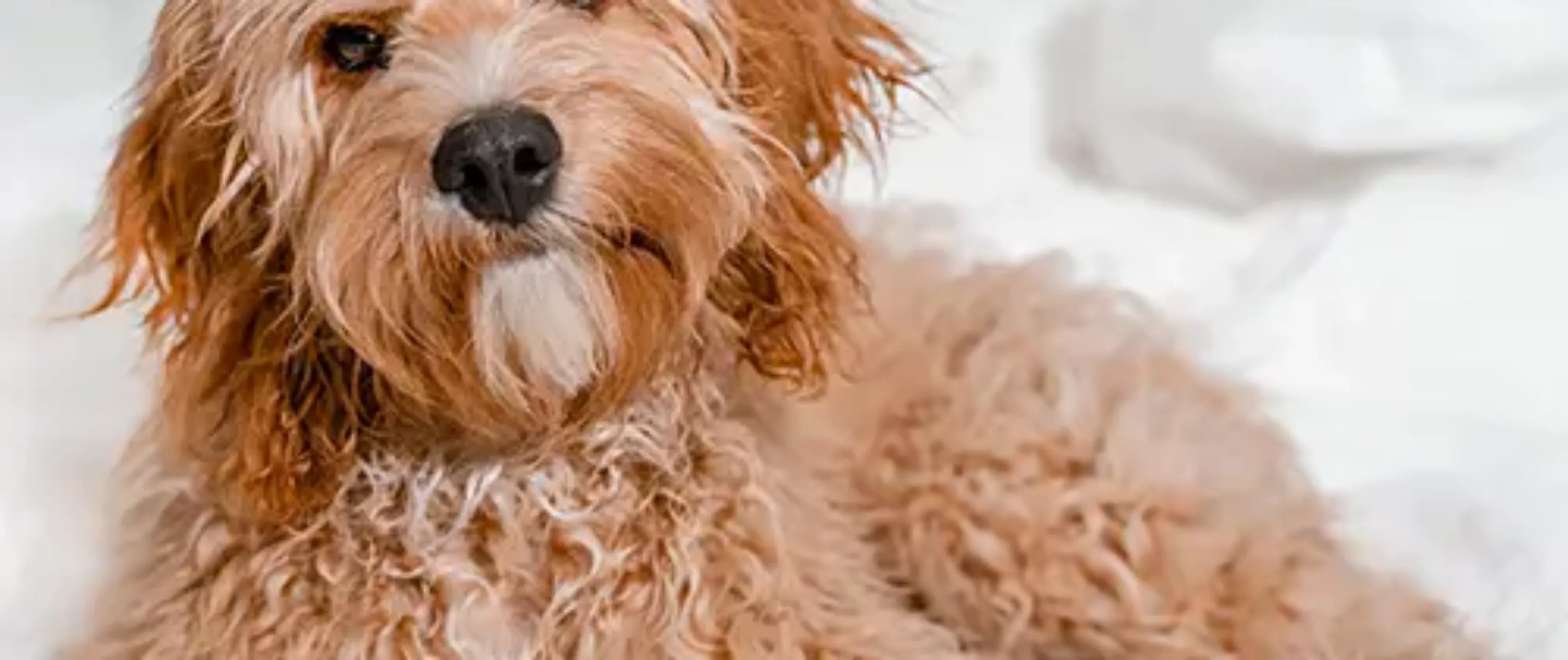 Pet Insurance Cover and Quotes | Everypaw