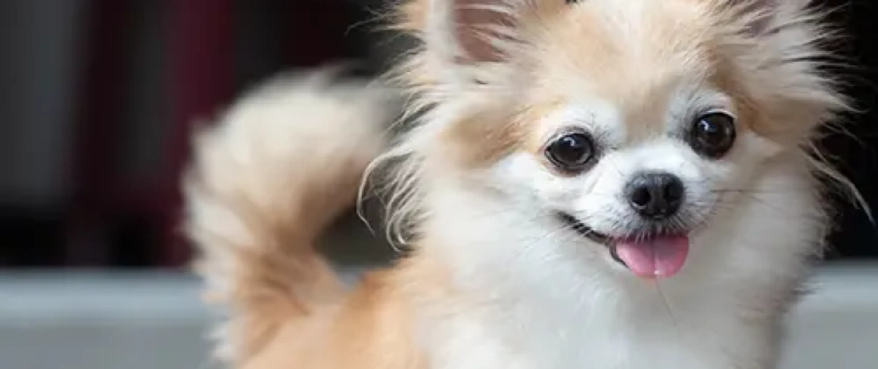 Pet Insurance Cover and Quotes | Everypaw