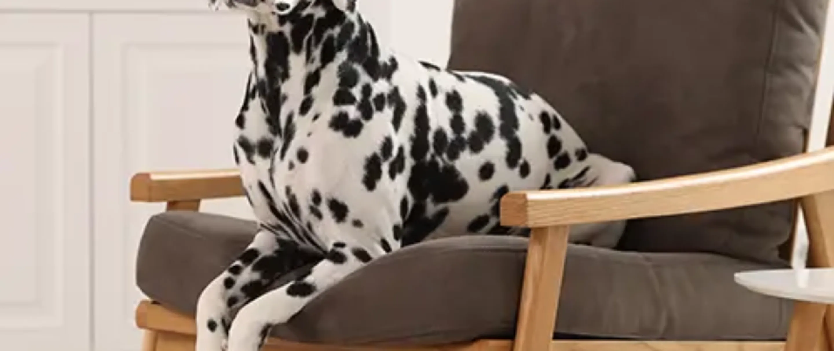 Pet Insurance Cover and Quotes | Everypaw