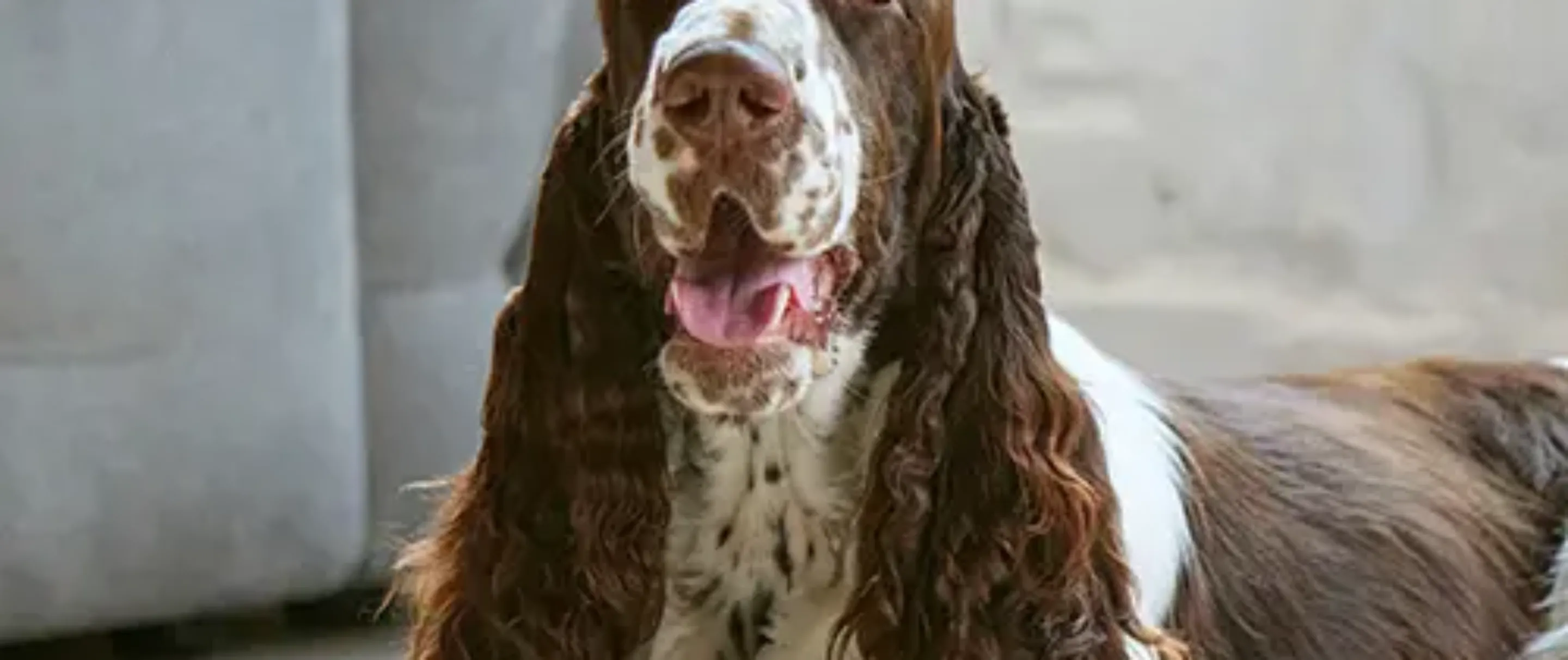 Pet Insurance Cover and Quotes | Everypaw