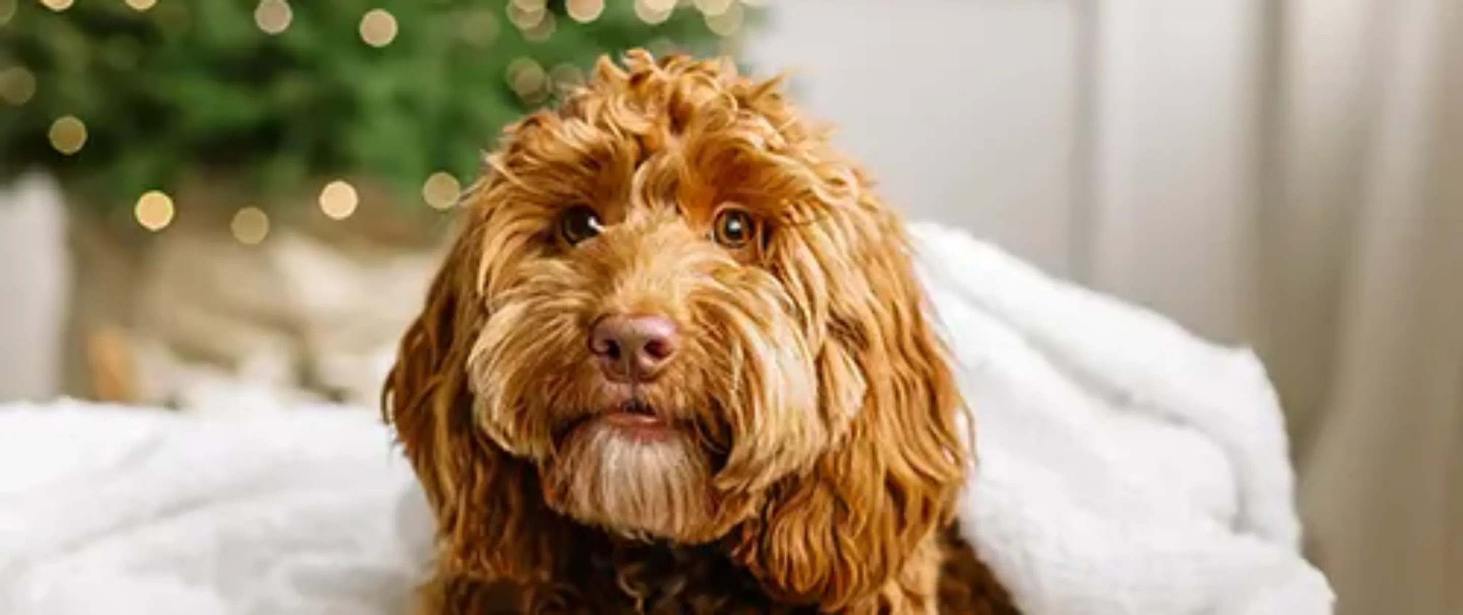 Pet Insurance Cover and Quotes | Everypaw