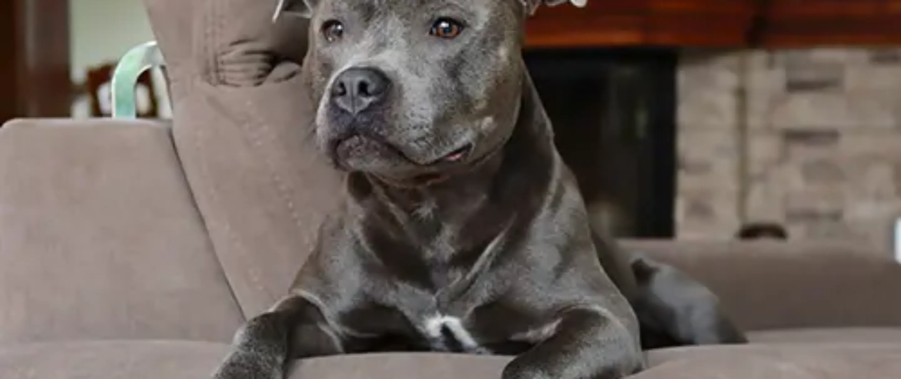 Pet Insurance Cover and Quotes | Everypaw