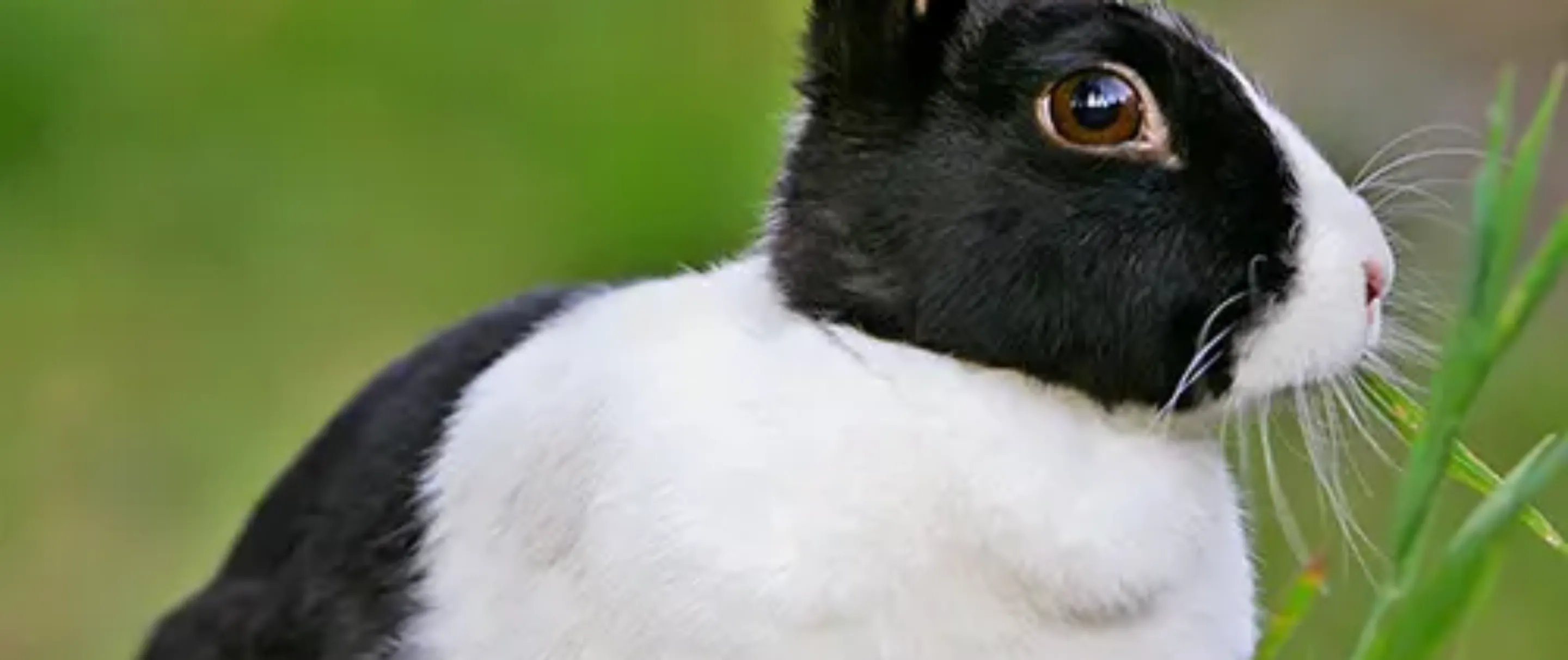 Pet Insurance Cover and Quotes | Everypaw