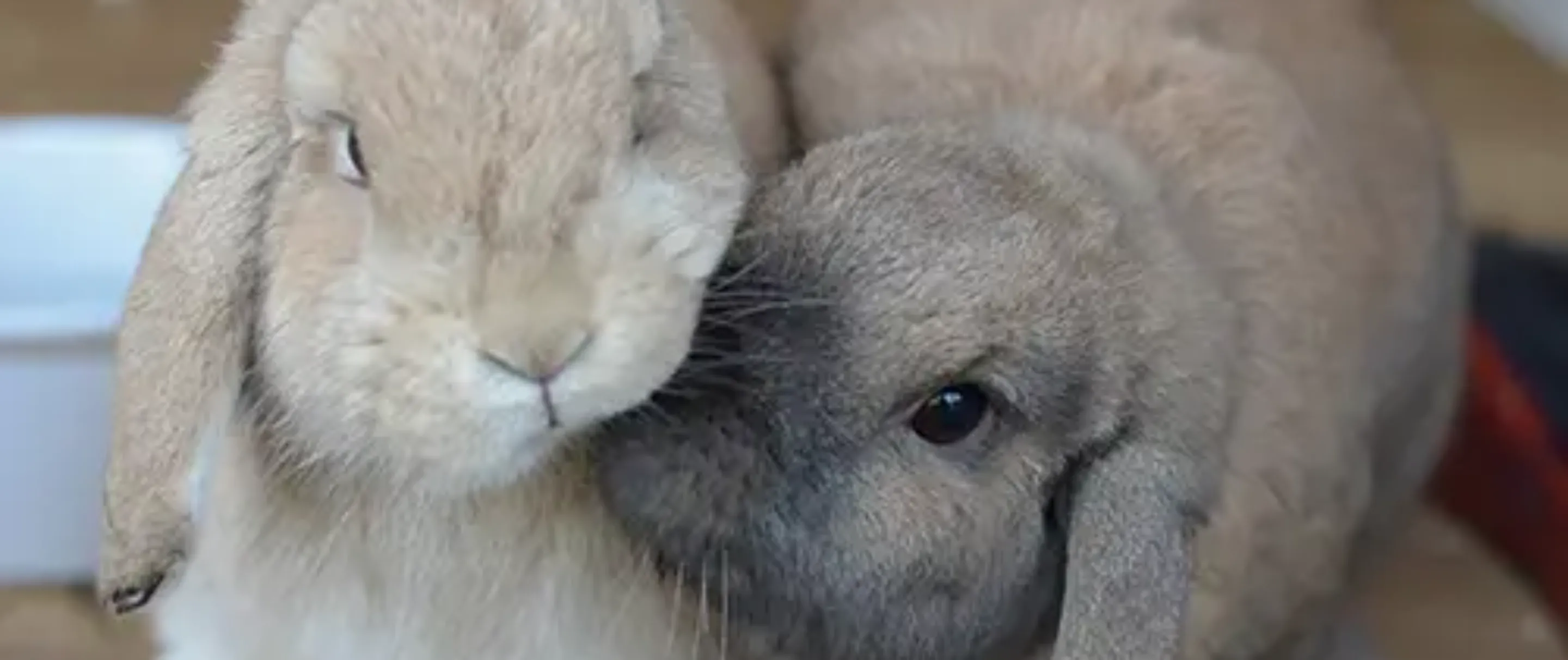 Pet Insurance Cover and Quotes | Everypaw