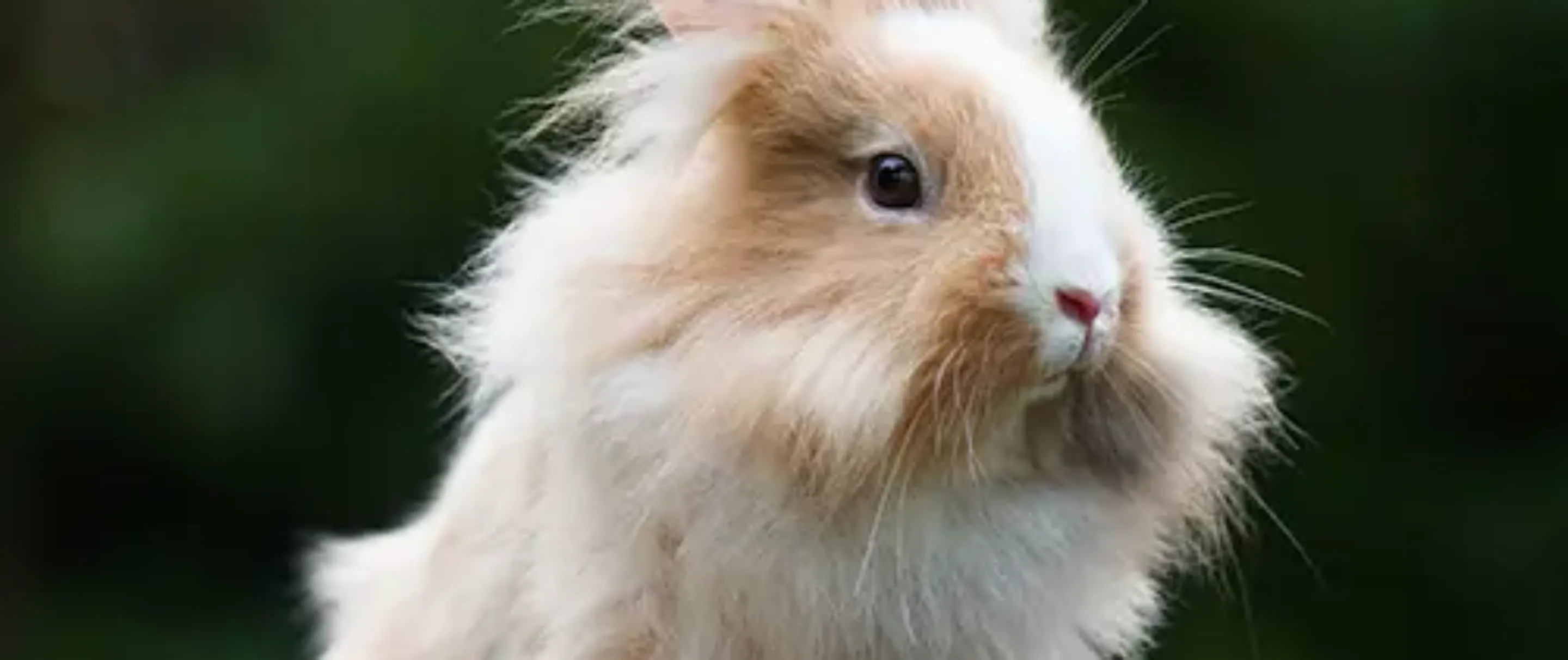 Pet Insurance Cover and Quotes | Everypaw