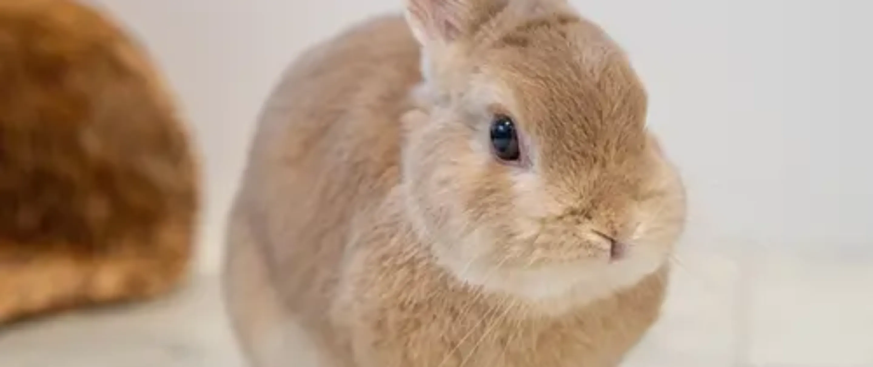 Pet Insurance Cover and Quotes | Everypaw