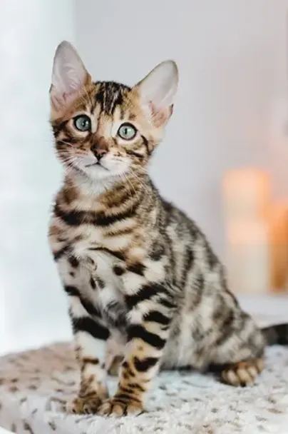 cute bengal