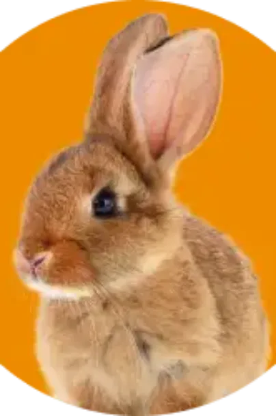 Pet Insurance Cover and Quotes | Everypaw